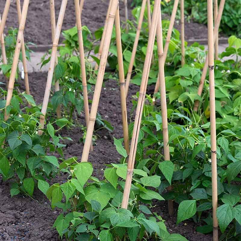 Canne in bambù per piante e arredo giardino 90 cm